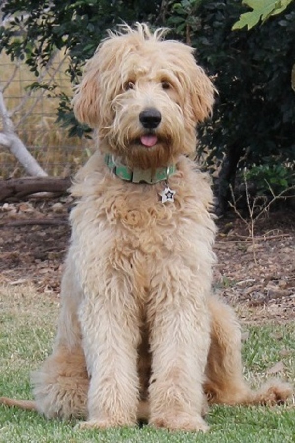 Bellissimo Labradoodles | Central Queensland | Gallery